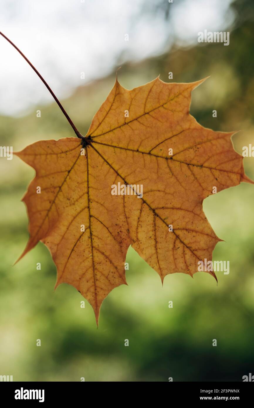 Maple leaf forest hi-res stock photography and images - Alamy