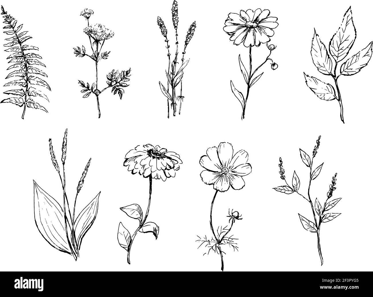 Botany. Set. Vintage flowers. Black and white illustration in the style ...