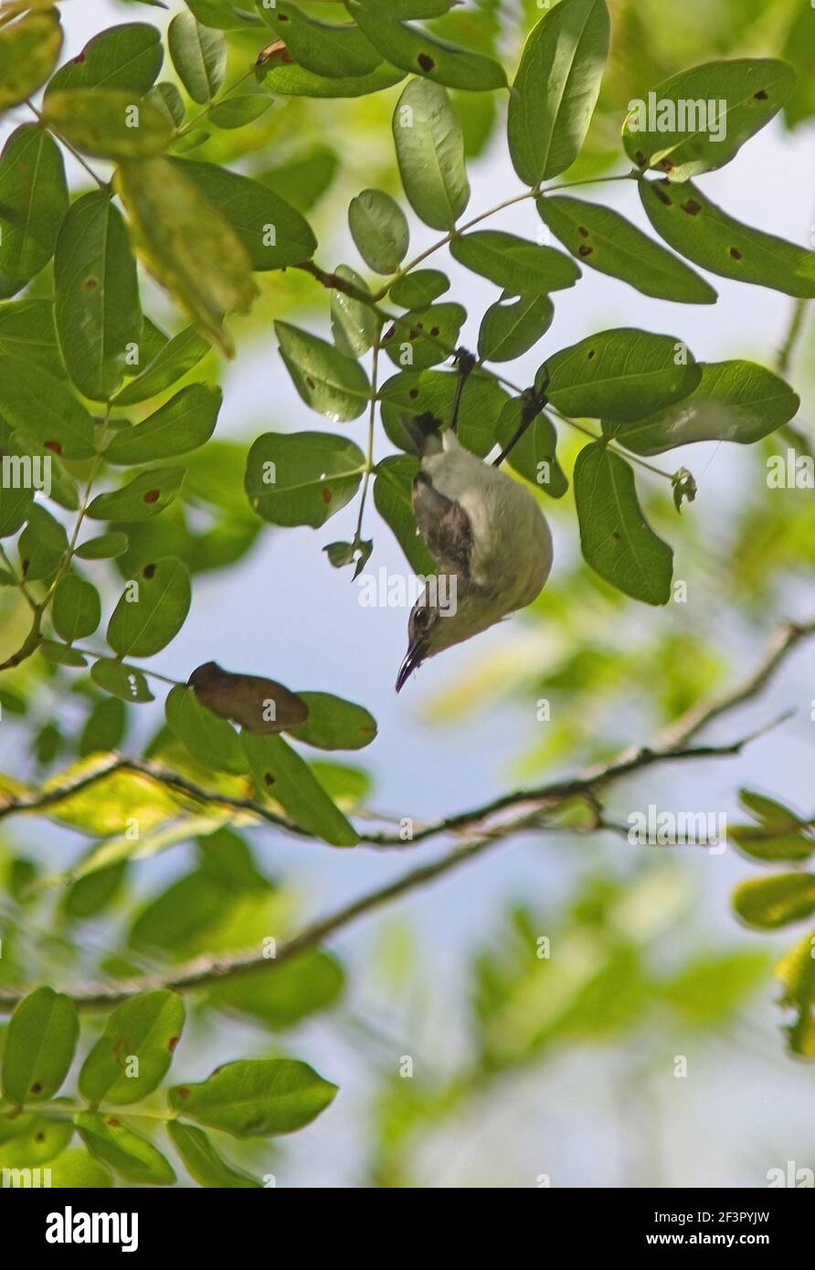 Amani Sunbird (Hedydipna pallidigaster) adult female hanging upside ...