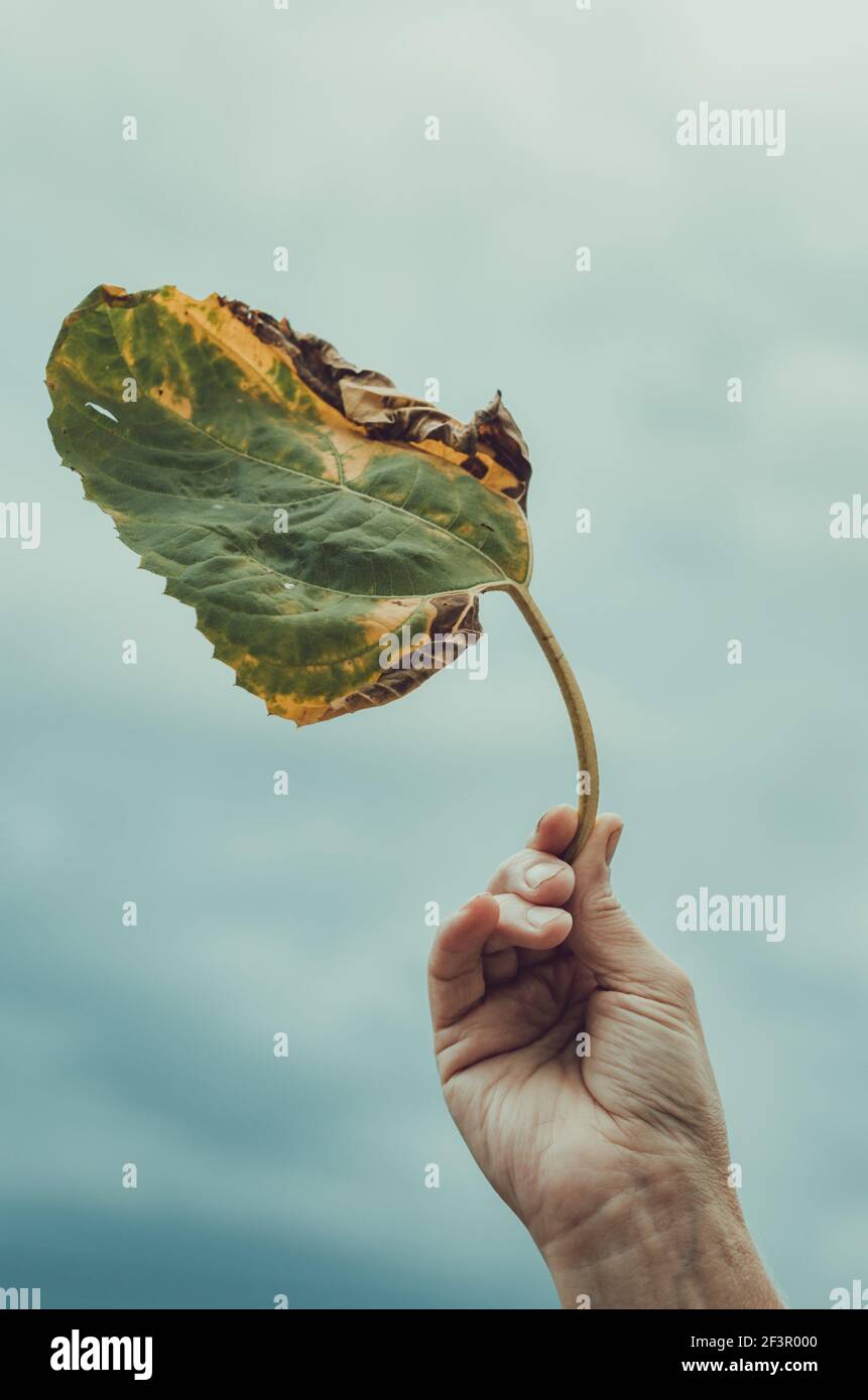 Moody leaf hi-res stock photography and images - Alamy