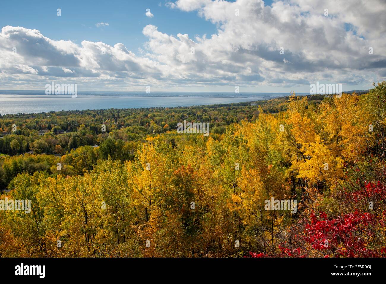 Famous tree lake superior hi-res stock photography and images - Alamy