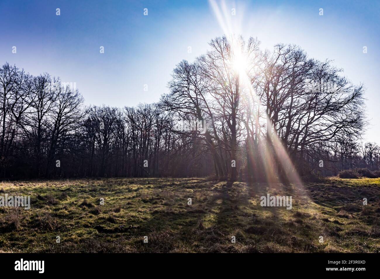 Forest in the Loire Valley Countryside - near Langeais - France Stock ...