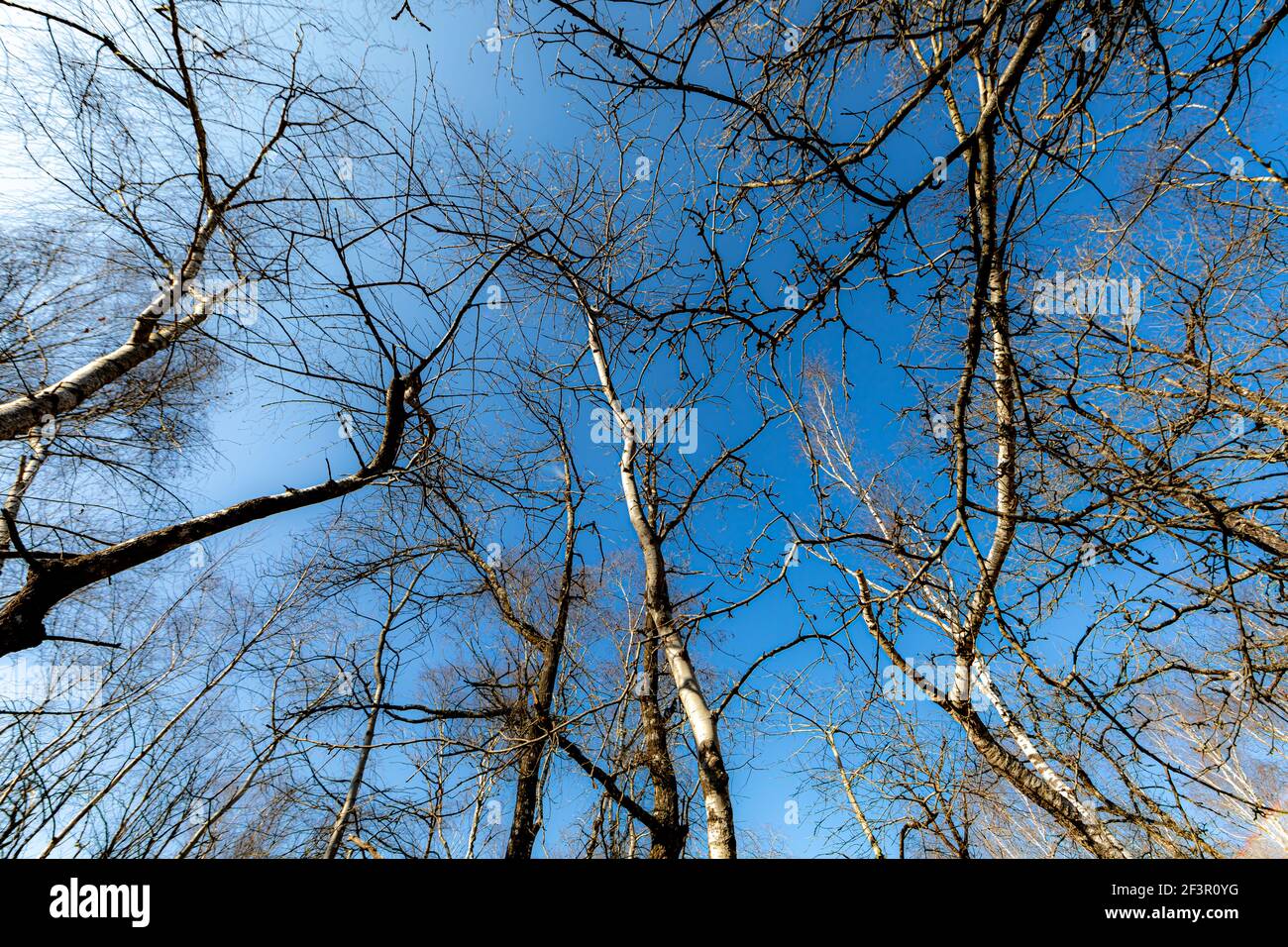 Forest in the Loire Valley Countryside - near Langeais - France Stock ...