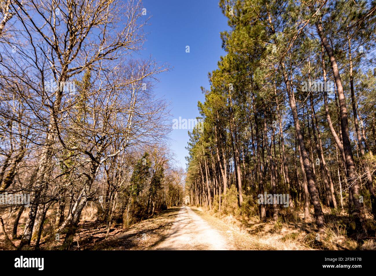 Forest in the Loire Valley Countryside - near Langeais - France Stock ...