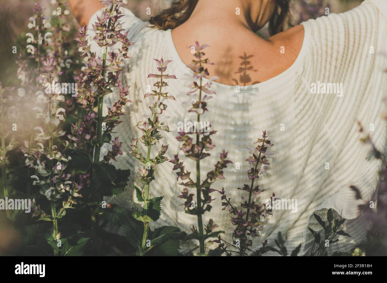 Back view faceless portrait of young woman in sage field in white ...