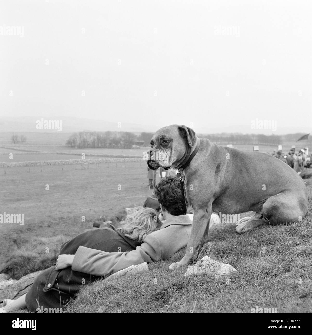 FLAGG MOOR, Flagg, Derbyshire. A boxer dog sat on a bank with ...