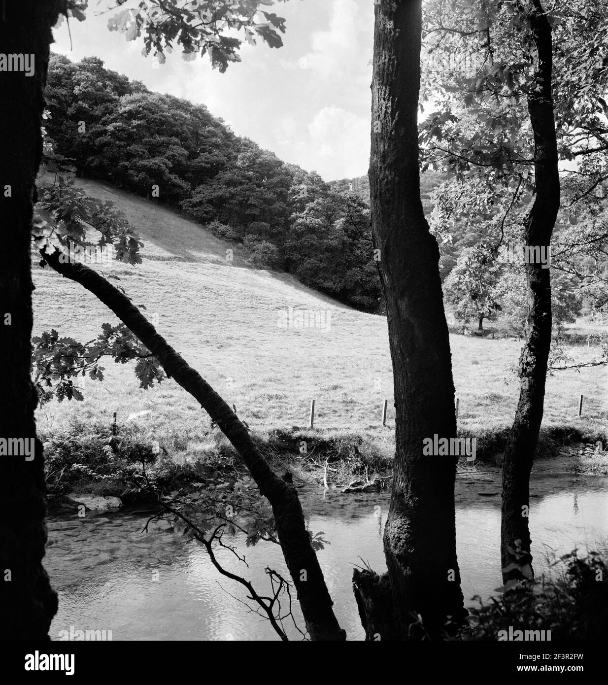 A view from a wooded riverbank with tree trunks in the foreground ...