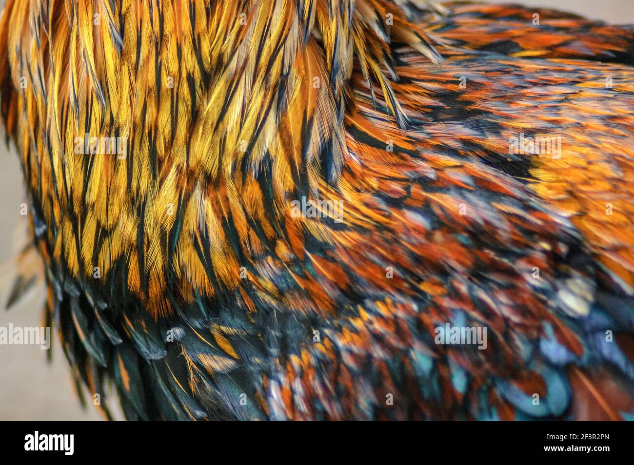 Feathered white rooster hi-res stock photography and images - Alamy