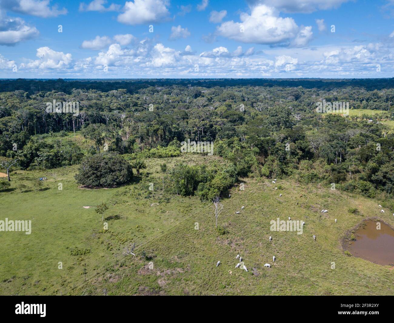 Chico mendes hi-res stock photography and images - Alamy