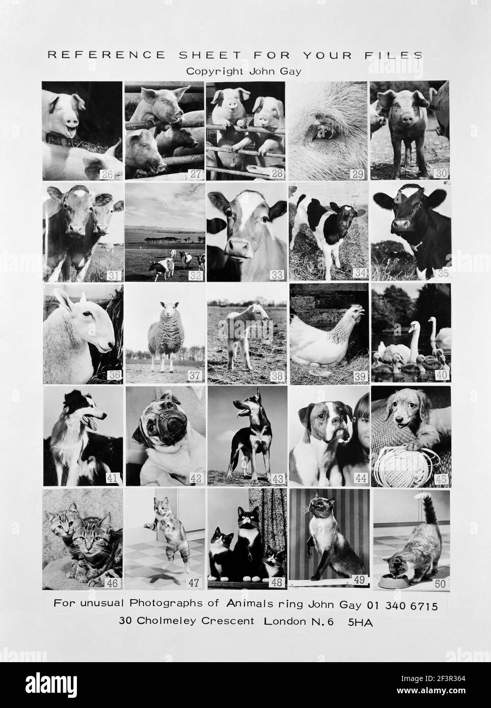 Photograph of promotional reference sheet of unusual photographs of ...