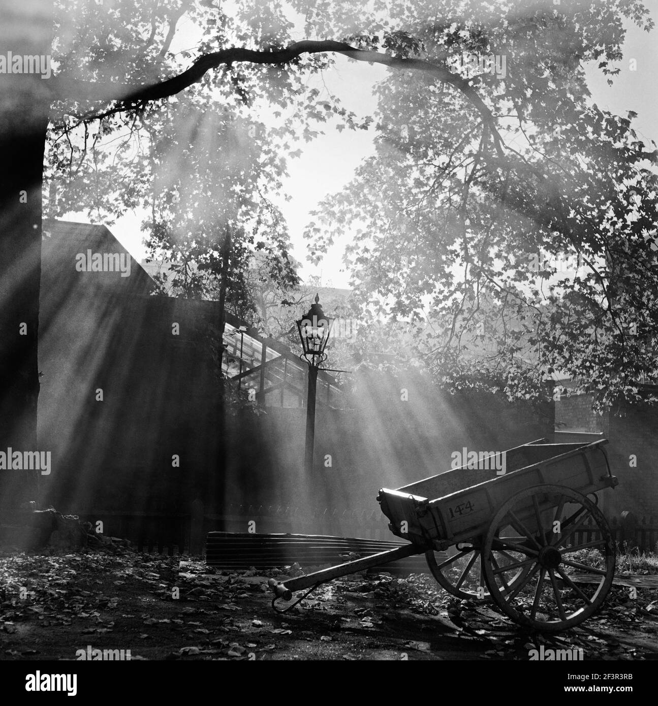 Diffuse Light Photography