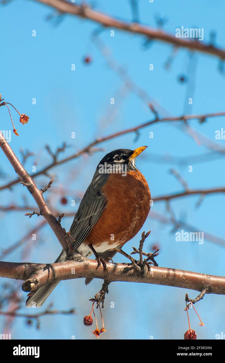 Vadnais Heights, Minnesota. American Robin, Turdus migratorius perched ...
