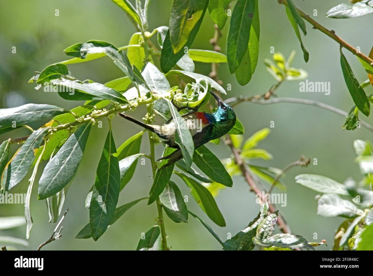 Eastern Double-collared Sunbird (Cinnyris mediocris) male feeding in ...