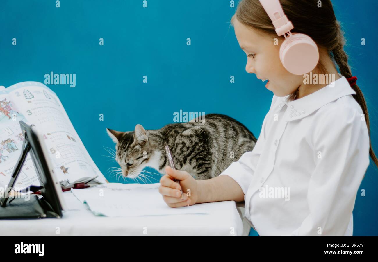 Cat study domestic hi-res stock photography and images - Alamy