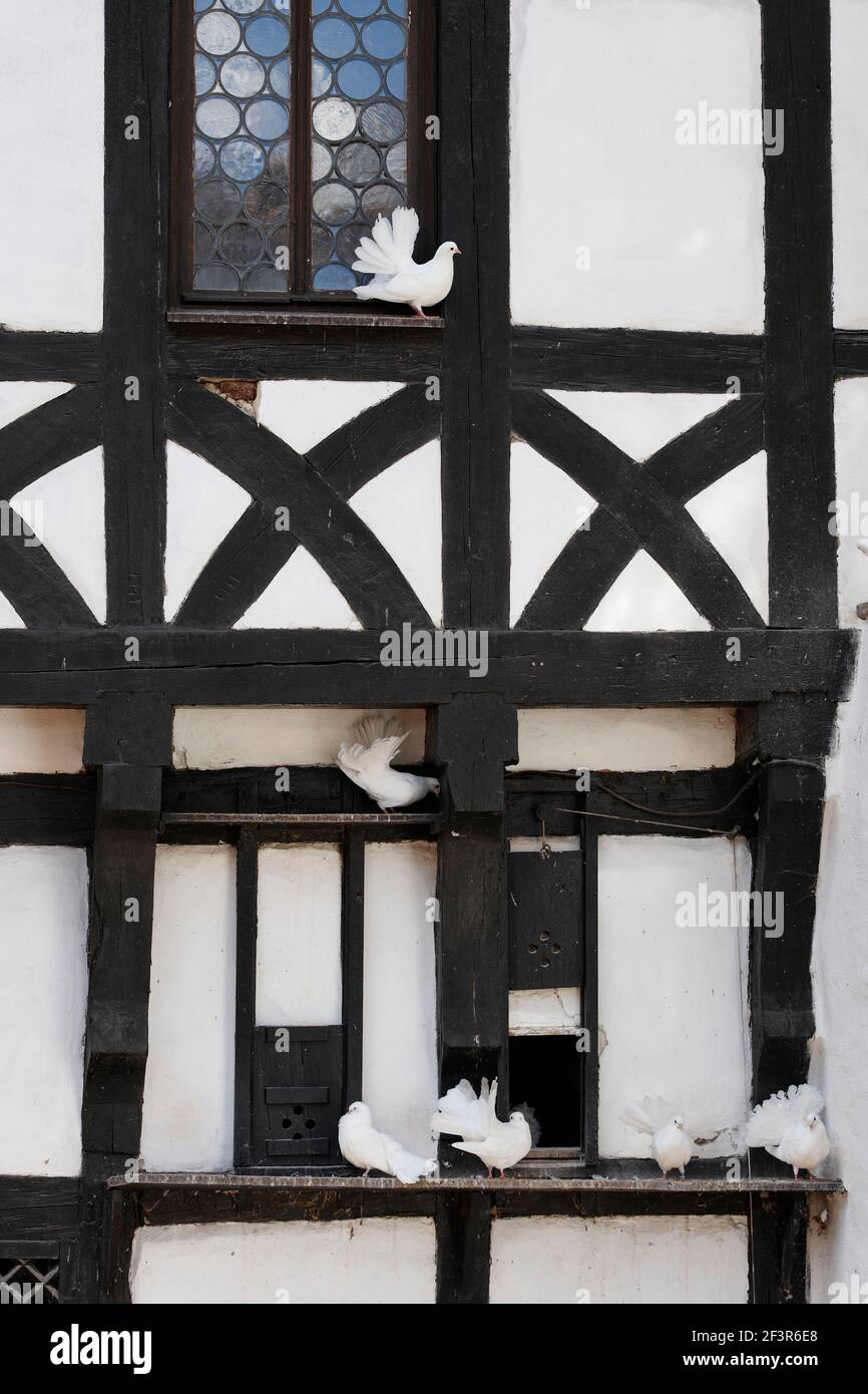 Doves on the exterior of Wartburg Castle in Eisenach, Thuringia ...