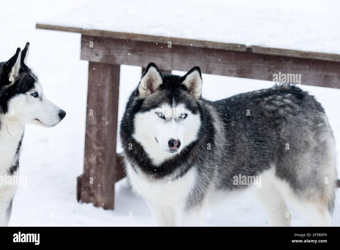 Portrait of a Siberian husky, friendship forever. Pet. Husky Stock ...