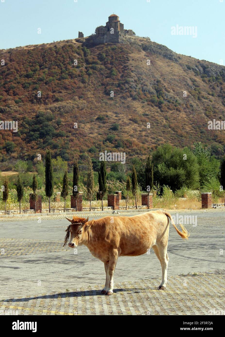 Yellow cow hi-res stock photography and images - Alamy