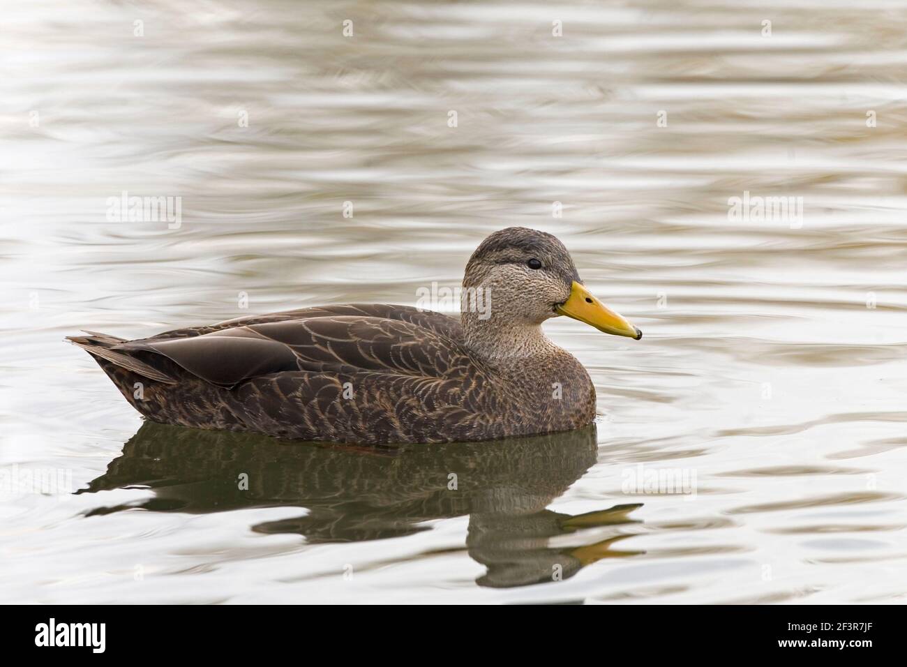 Male american black duck hi-res stock photography and images - Alamy