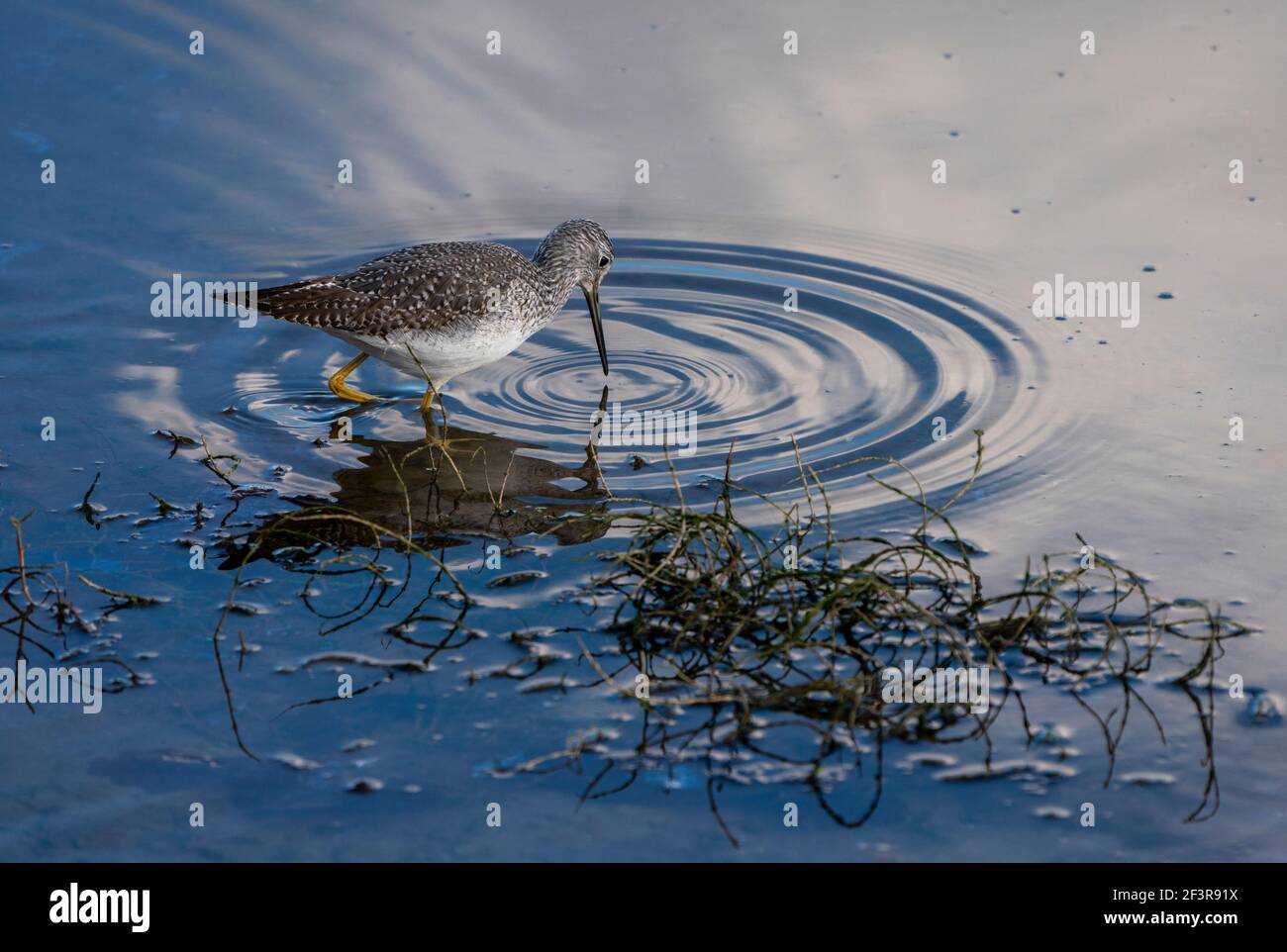 Yellow legs hi-res stock photography and images - Alamy