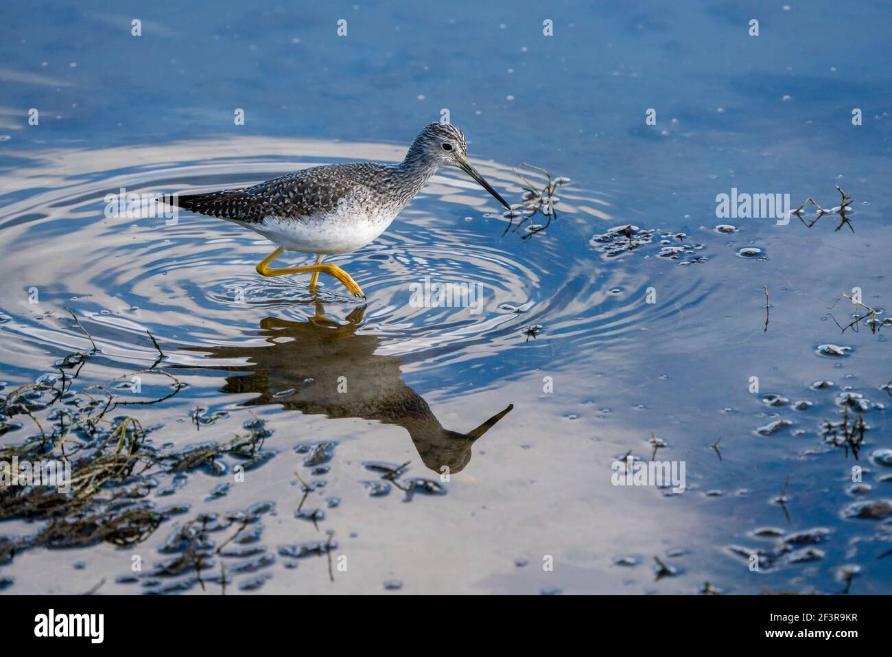 Yellow legs hi-res stock photography and images - Alamy
