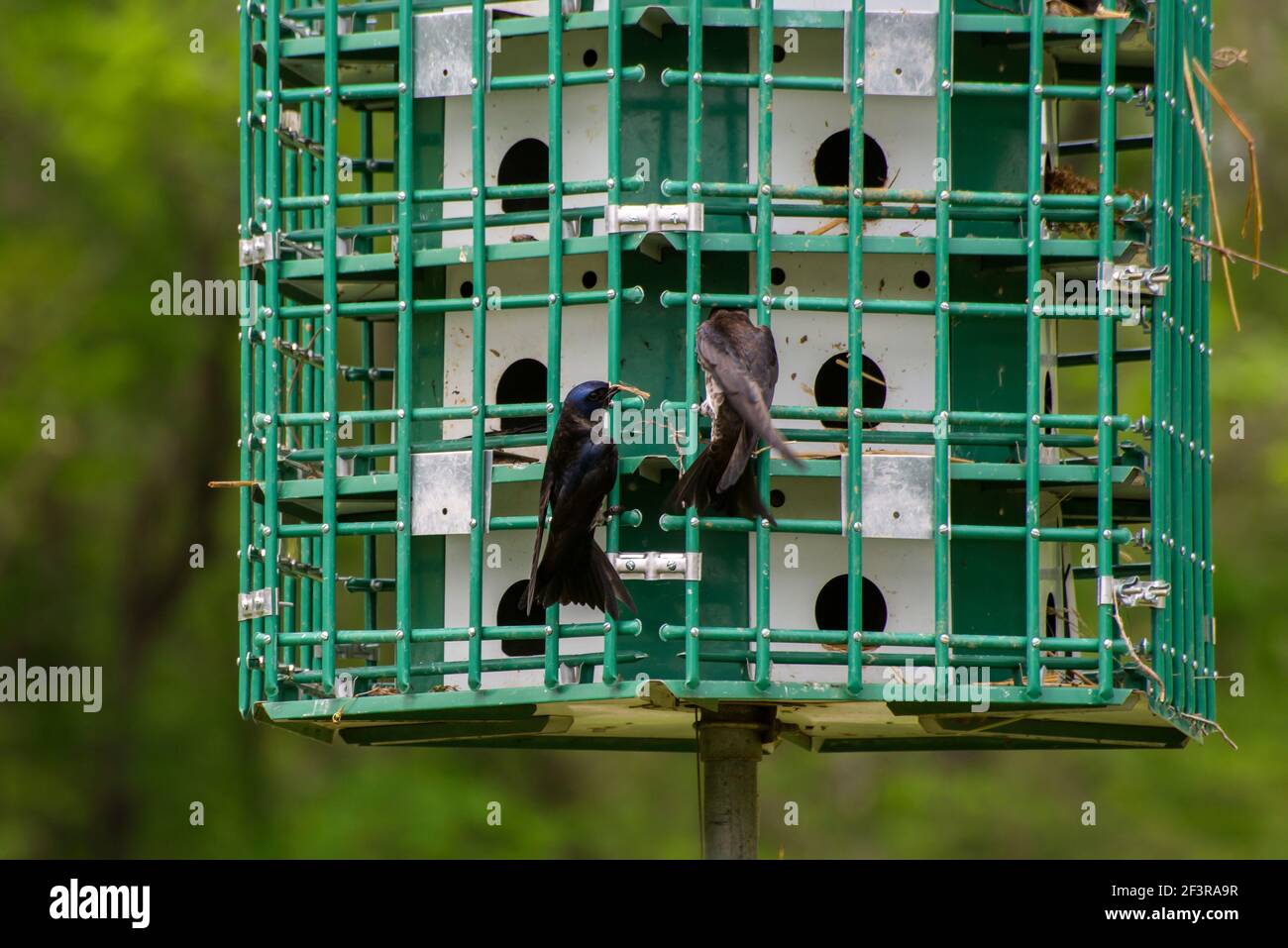 Female purple martin hi-res stock photography and images - Alamy