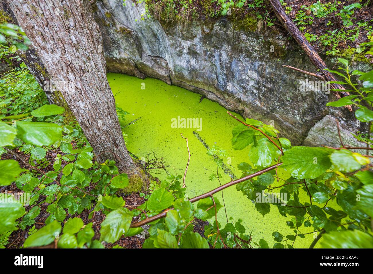 Close up view of green mud pond. Beautiful nature landscape background ...