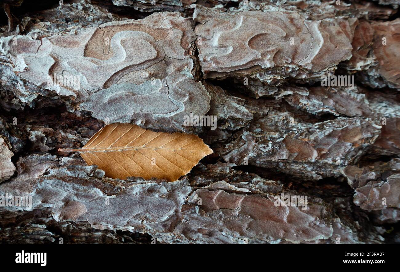 Stucked leaf hi-res stock photography and images - Alamy