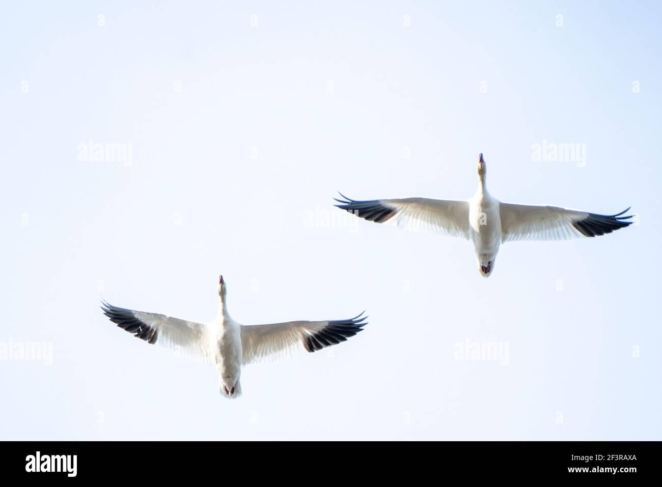 Flying snow goose hi-res stock photography and images - Alamy