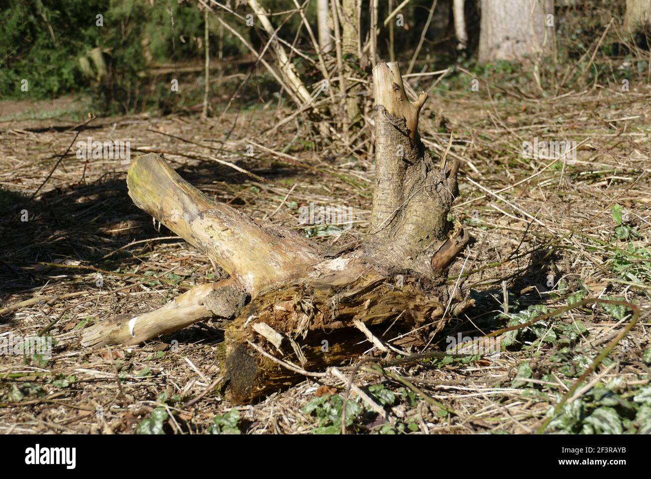 Twisted stump hi-res stock photography and images - Alamy