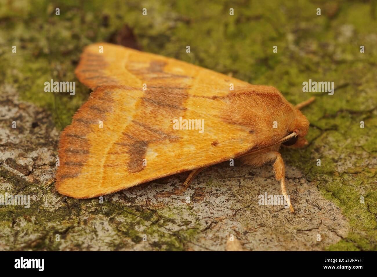 Centre barred moth hi-res stock photography and images - Alamy