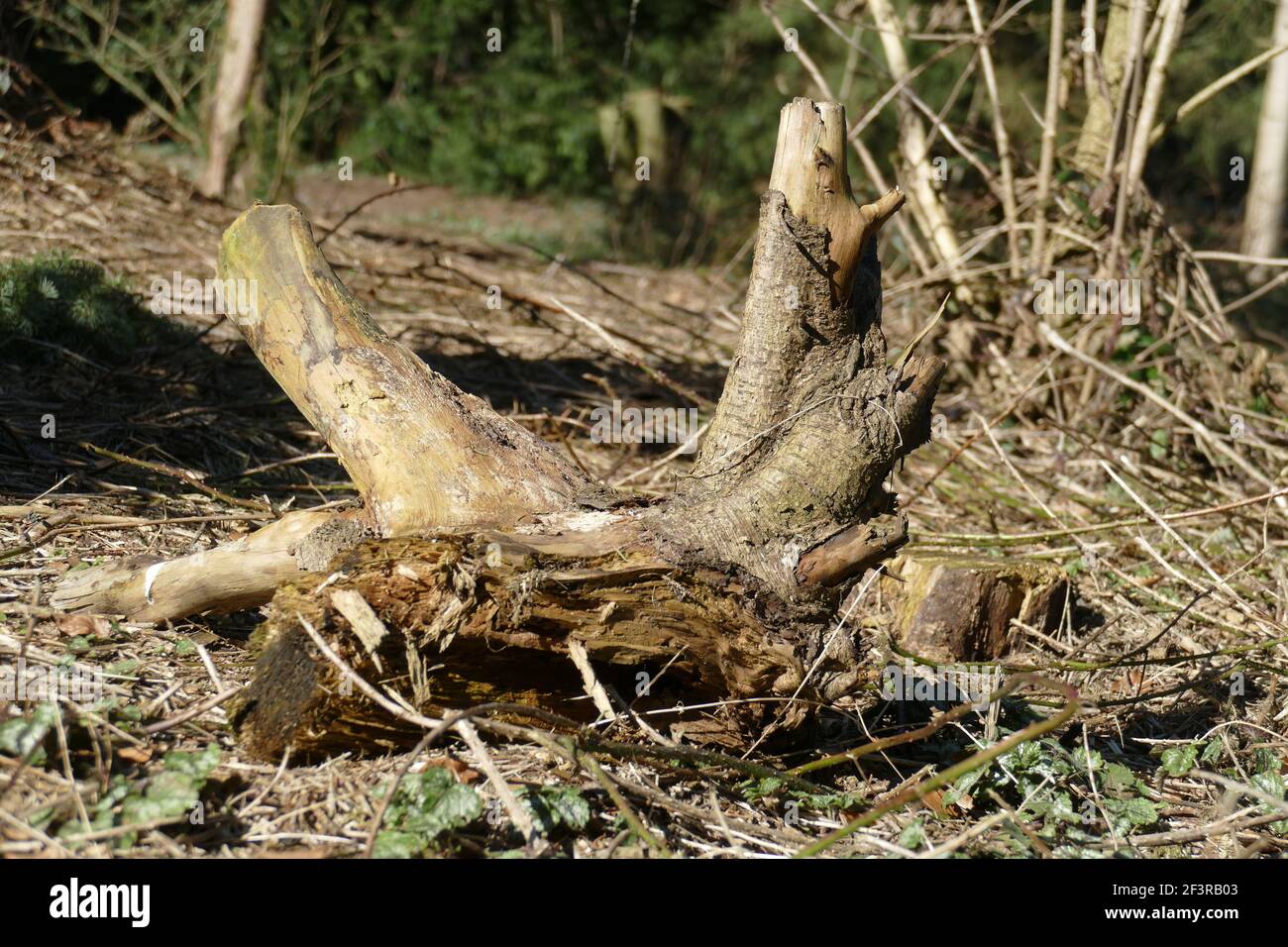 Twisted stump hi-res stock photography and images - Alamy