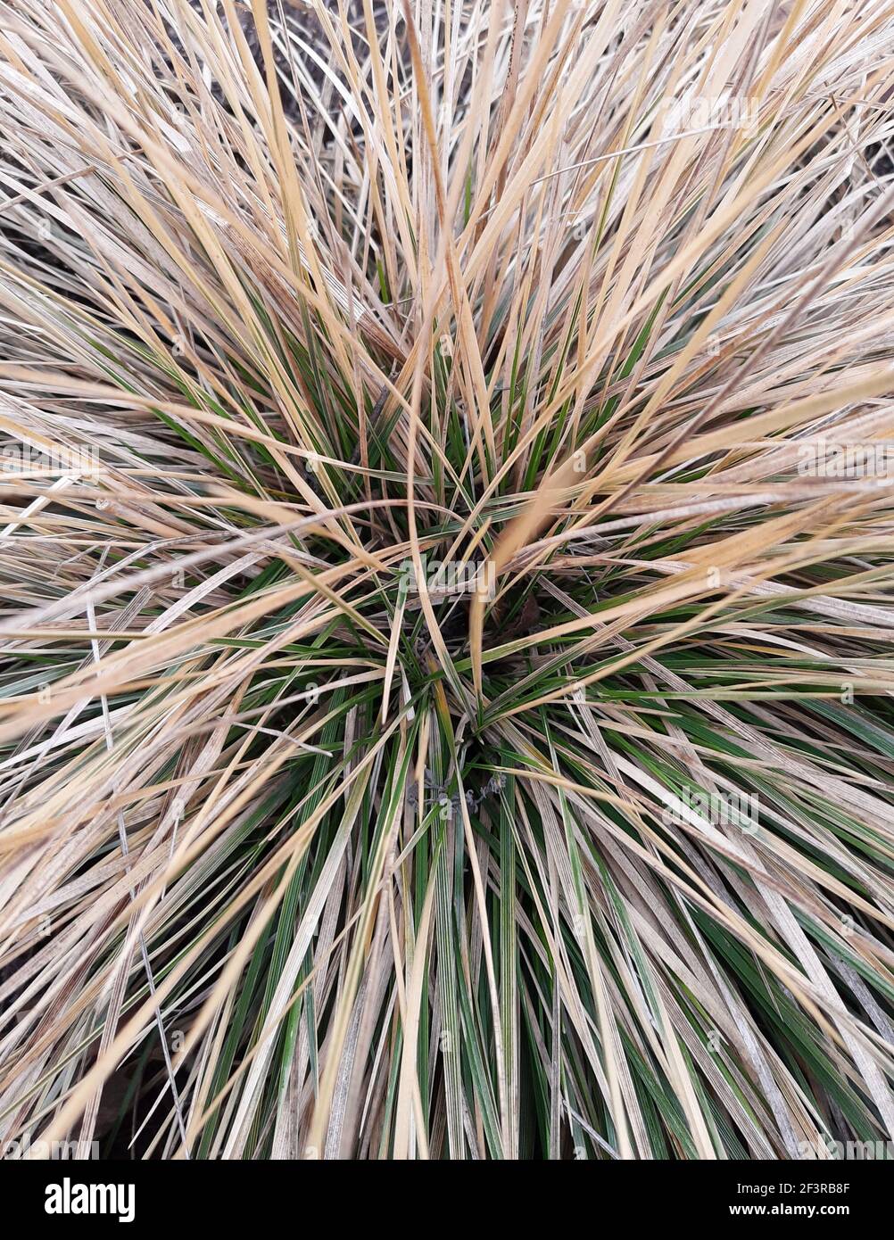 Bush plant vegetation hi-res stock photography and images - Alamy