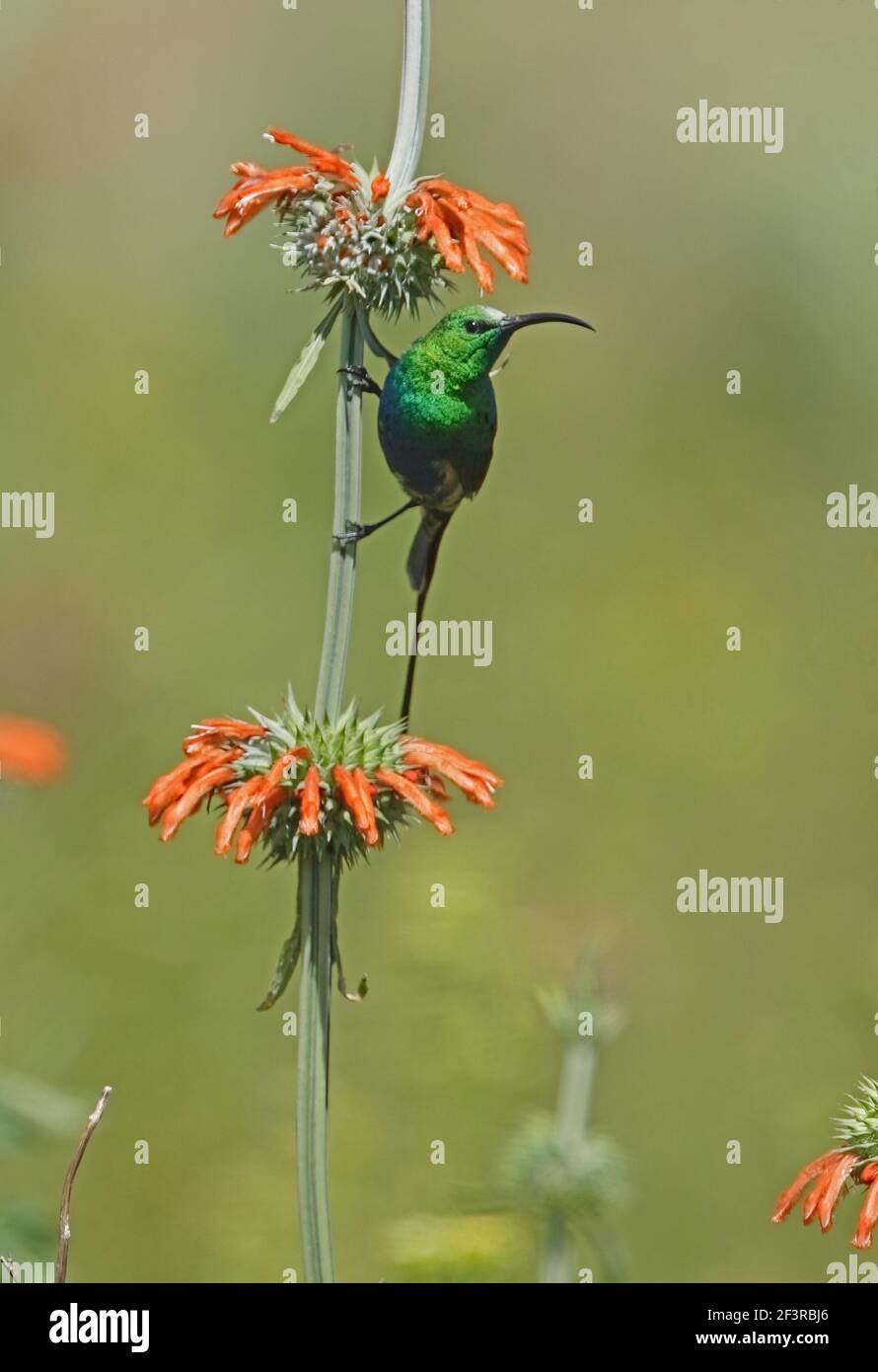 Malachite Sunbird ( Nectarinia famosa cupreonitens) adult male on ...