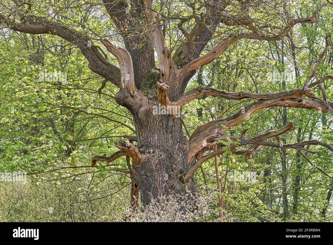 Old gnarled oak tree in spring Stock Photo - Alamy