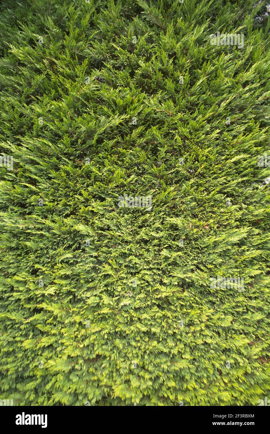 coniferous hedge as a natural background Stock Photo - Alamy