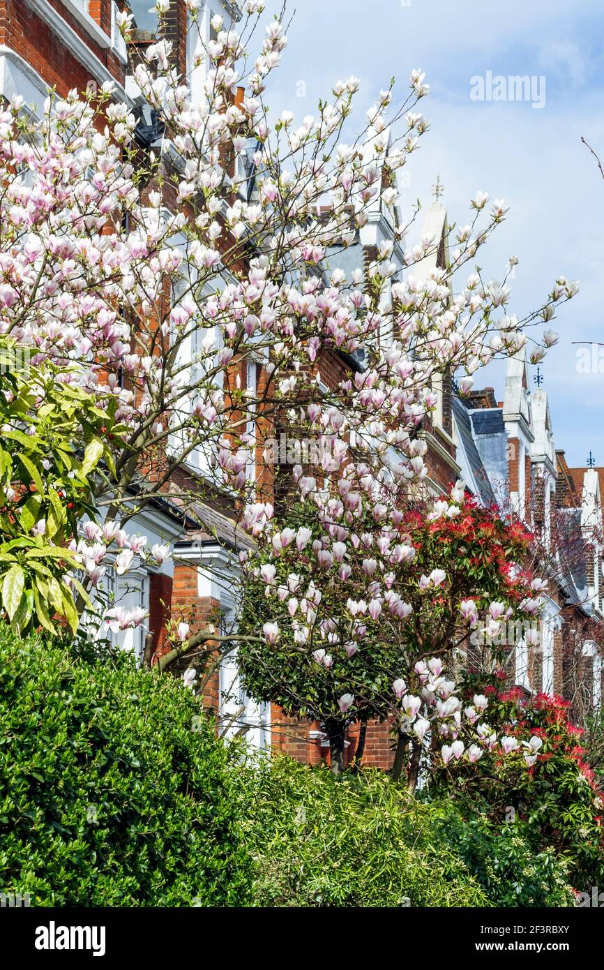 Magnolia tree in front garden hi-res stock photography and images - Alamy