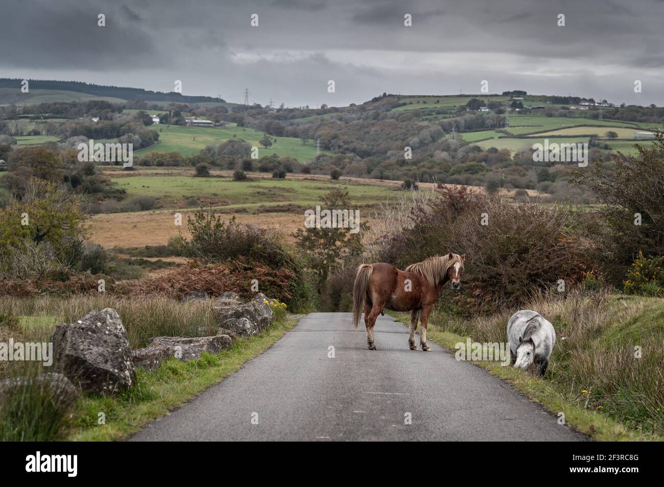 Wild horses in the middle of a road, cutting through the Welsh ...