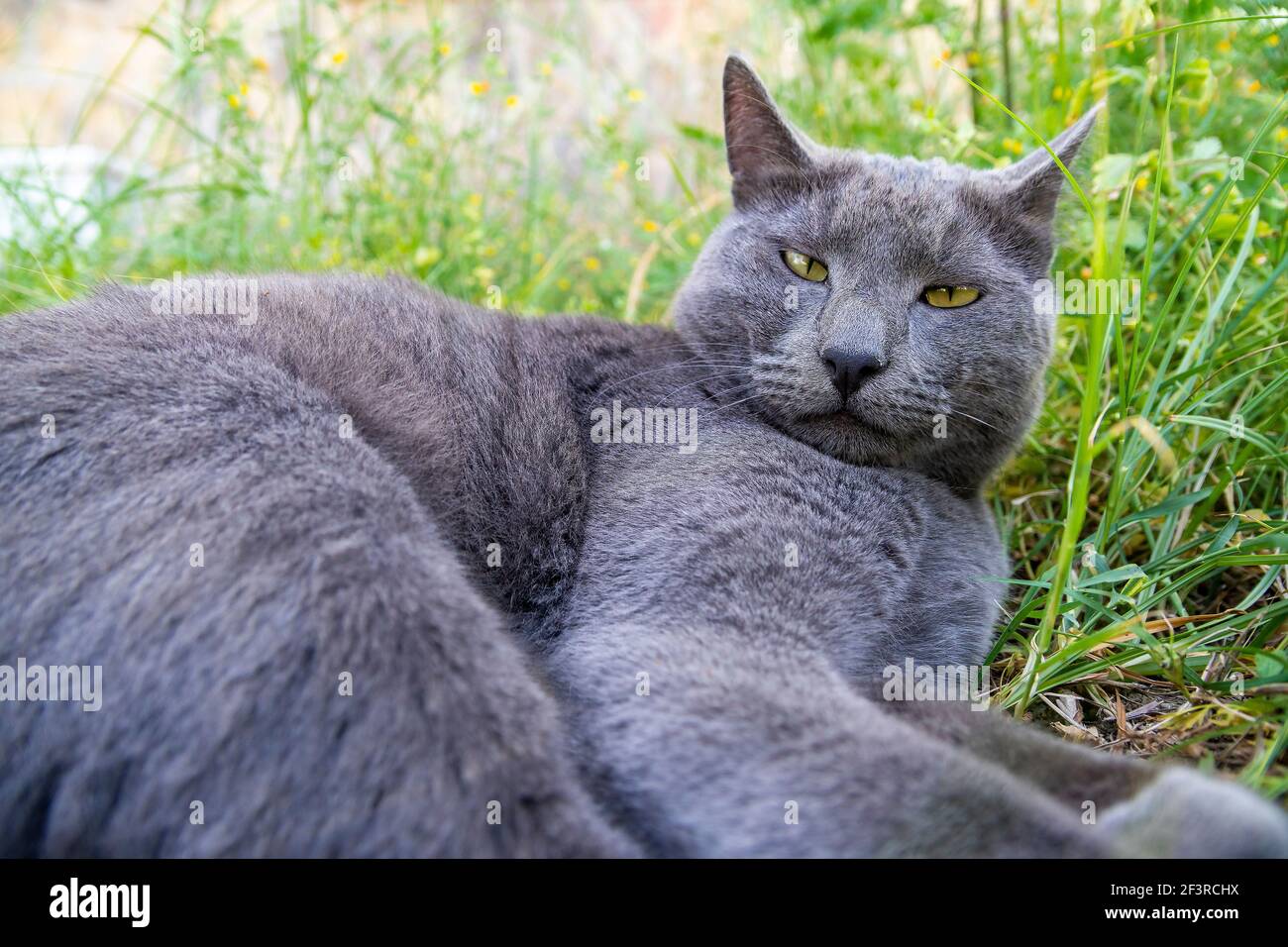 A grey adorable cat is lying and relaxing in lush green grass at spring ...