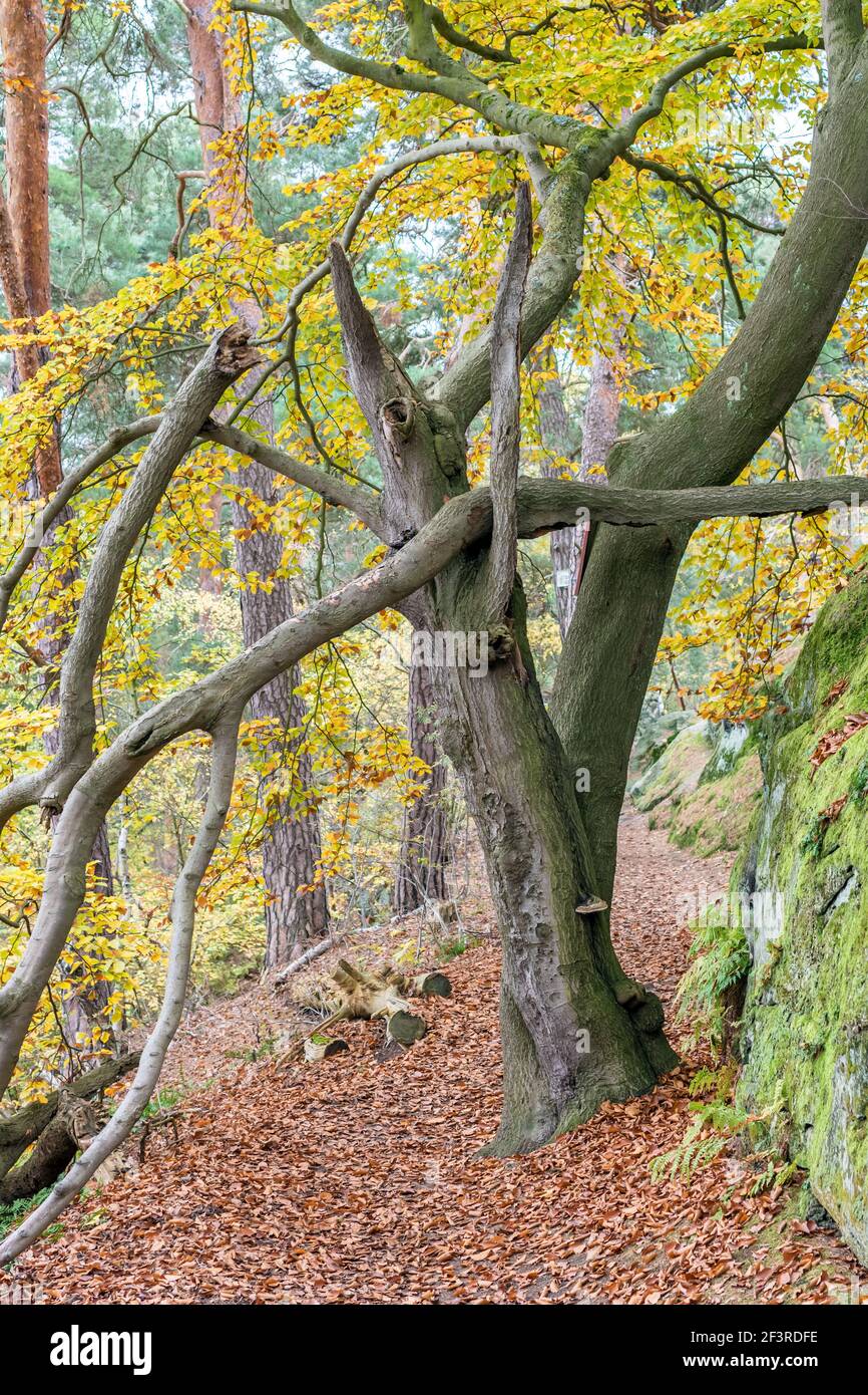 Beautiful natural deciduous forest in autumn Stock Photo - Alamy