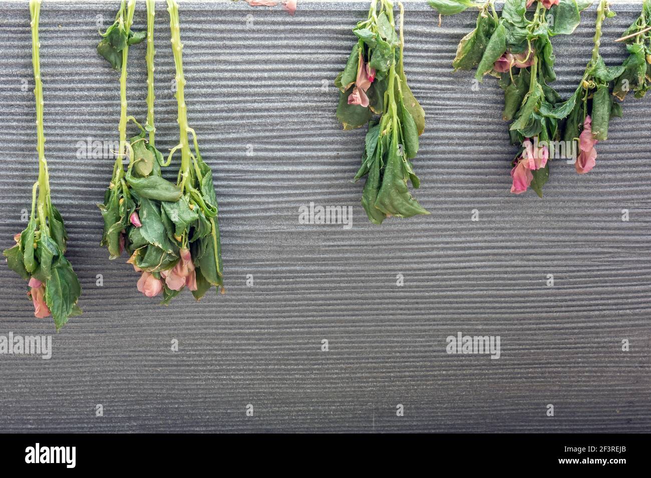 Frost dead flowers in the flower box Stock Photo - Alamy