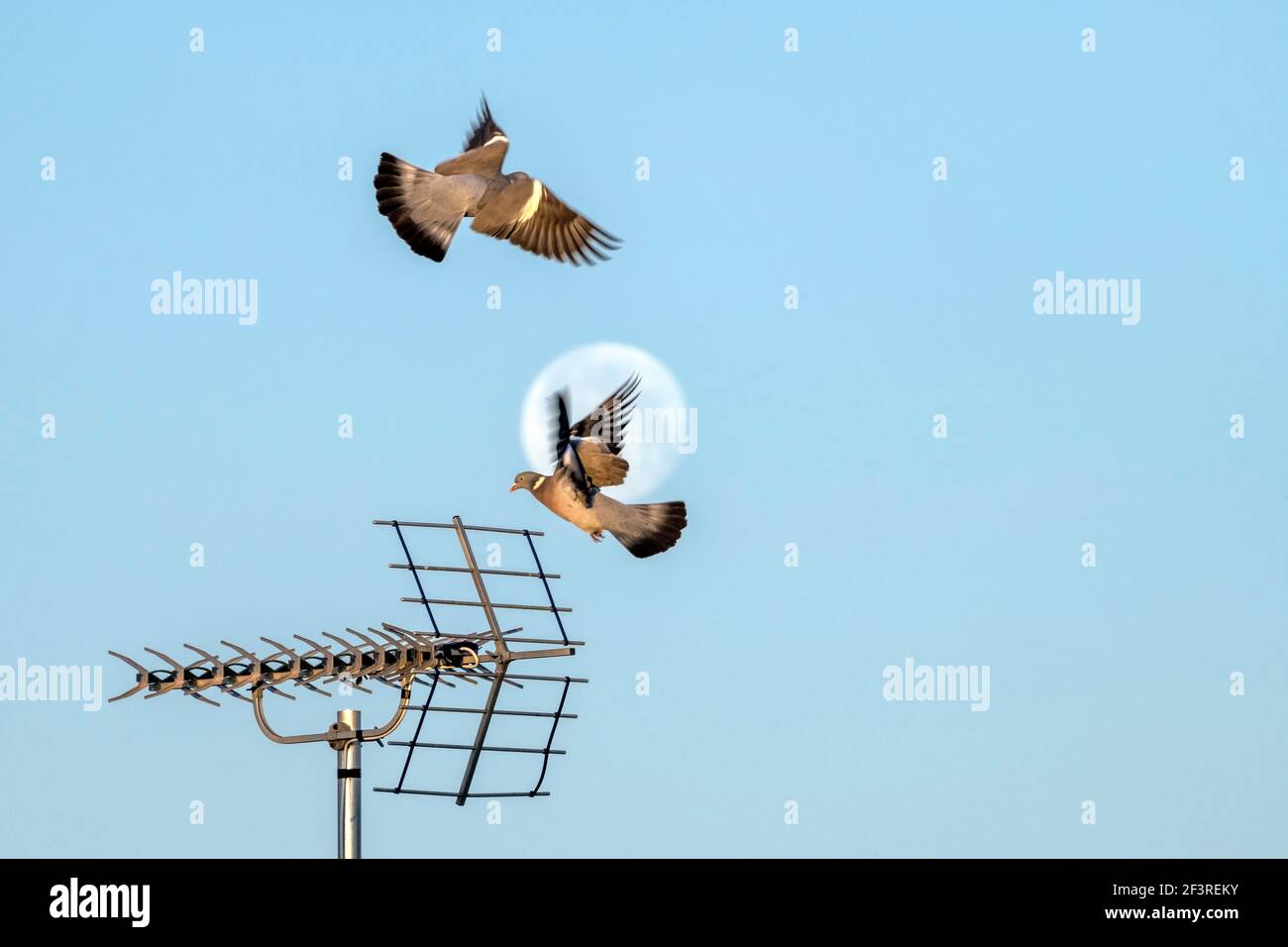 Two pigeon flying Stock Photo - Alamy
