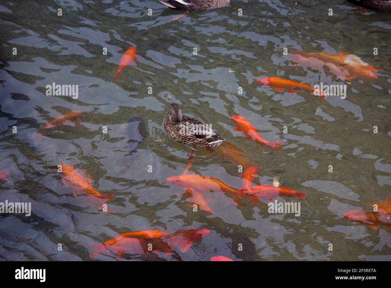 A duck and orange fish swimming in the lake Stock Photo - Alamy