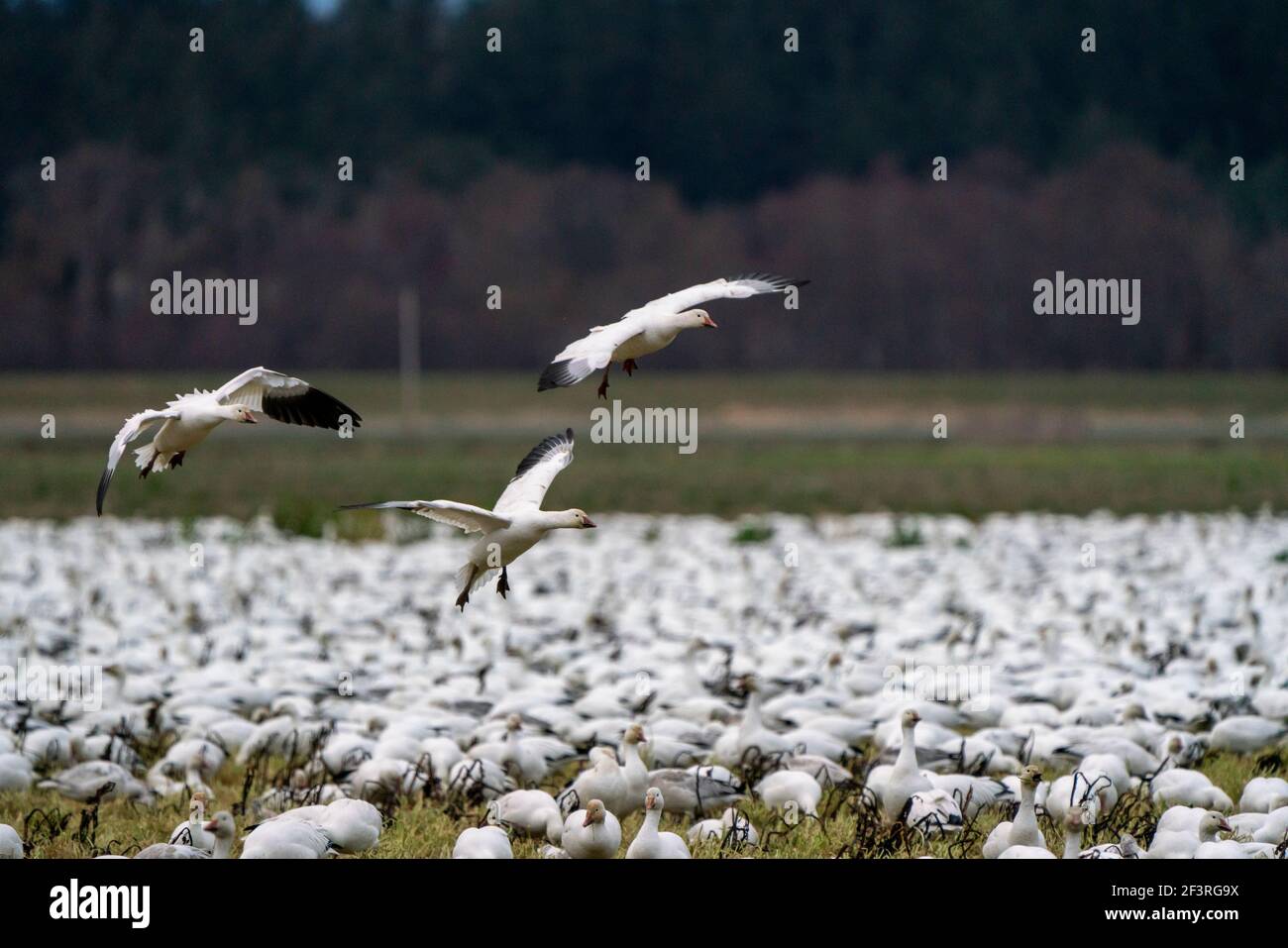 Snow geese on a Field Stock Photo - Alamy