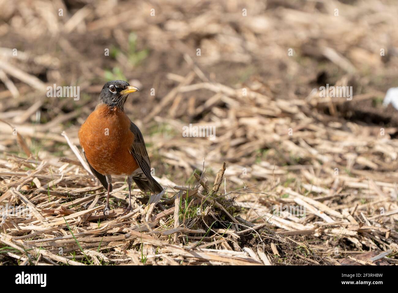 Western washington bird birds male hi-res stock photography and images ...