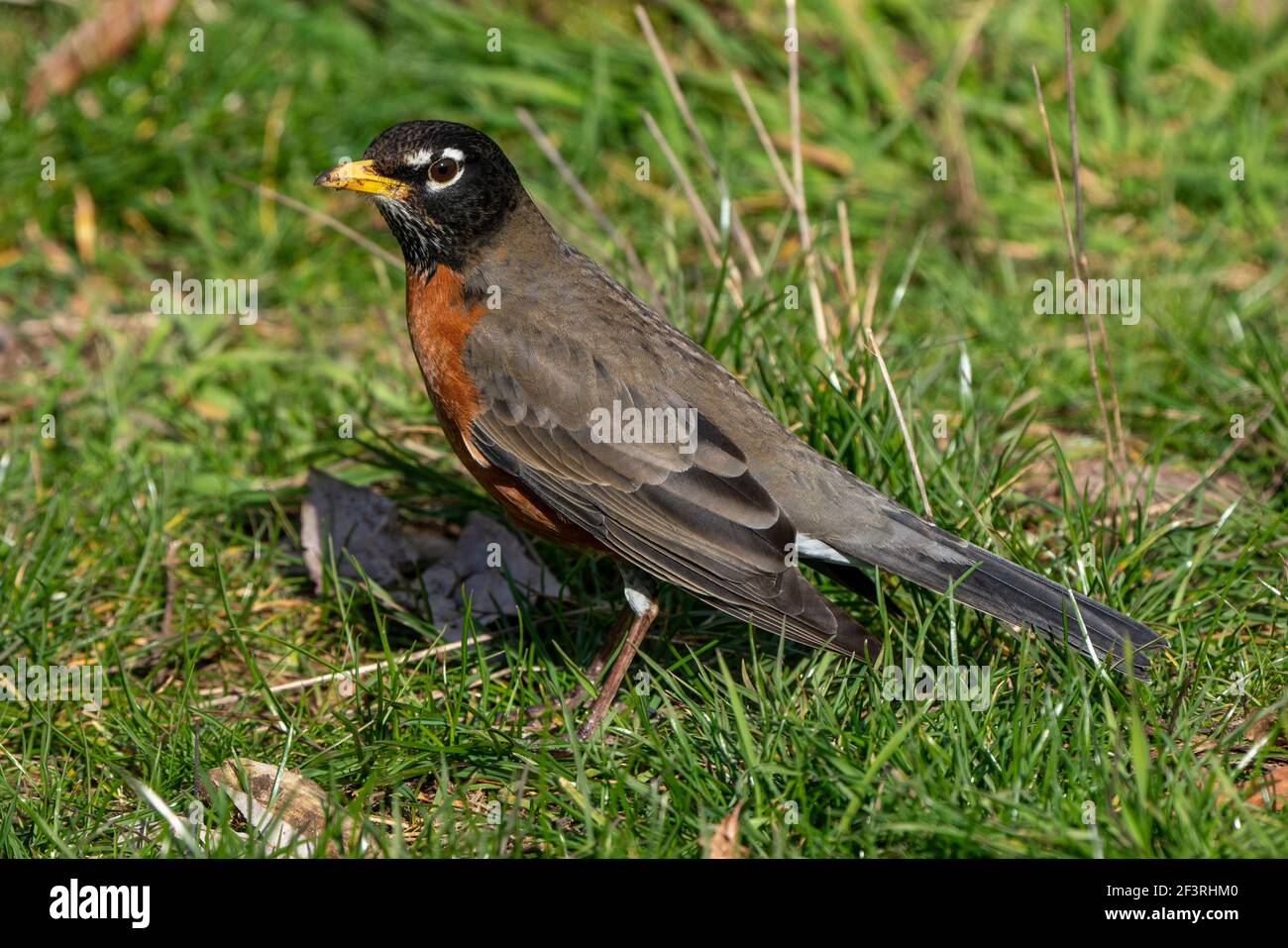 American robin and spring hi-res stock photography and images - Alamy