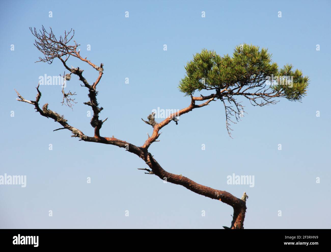 Crooked pine hi-res stock photography and images - Alamy