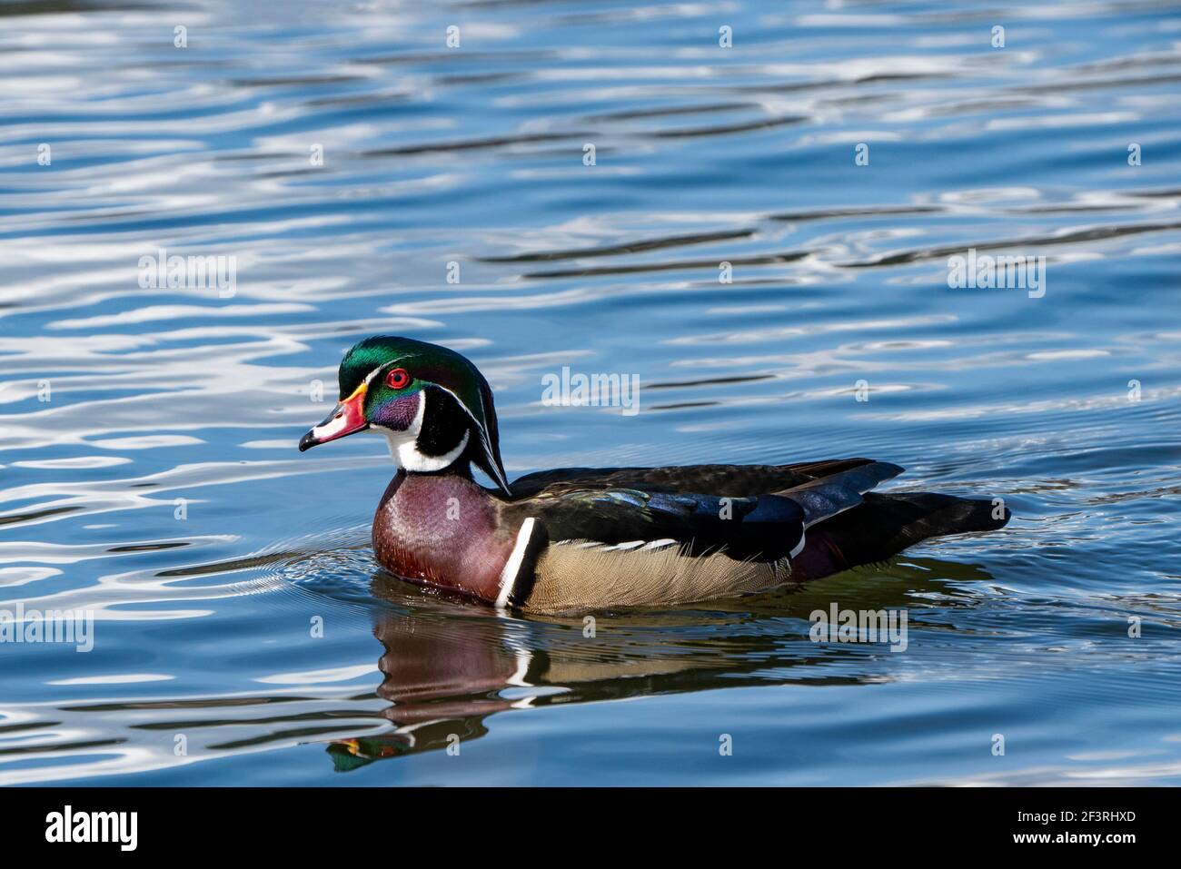 Western marsh duck hi-res stock photography and images - Alamy