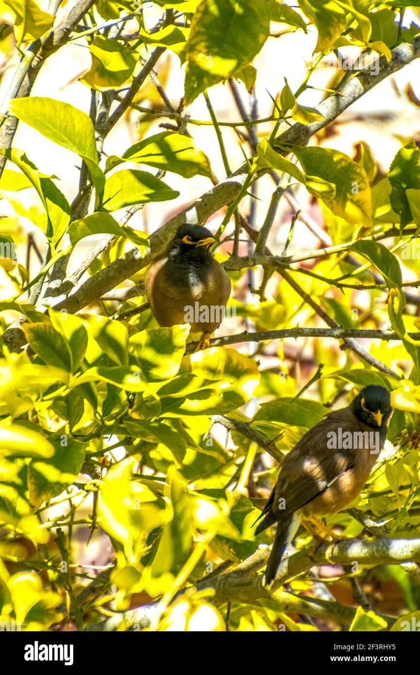Common myna bird nesting hi-res stock photography and images - Alamy