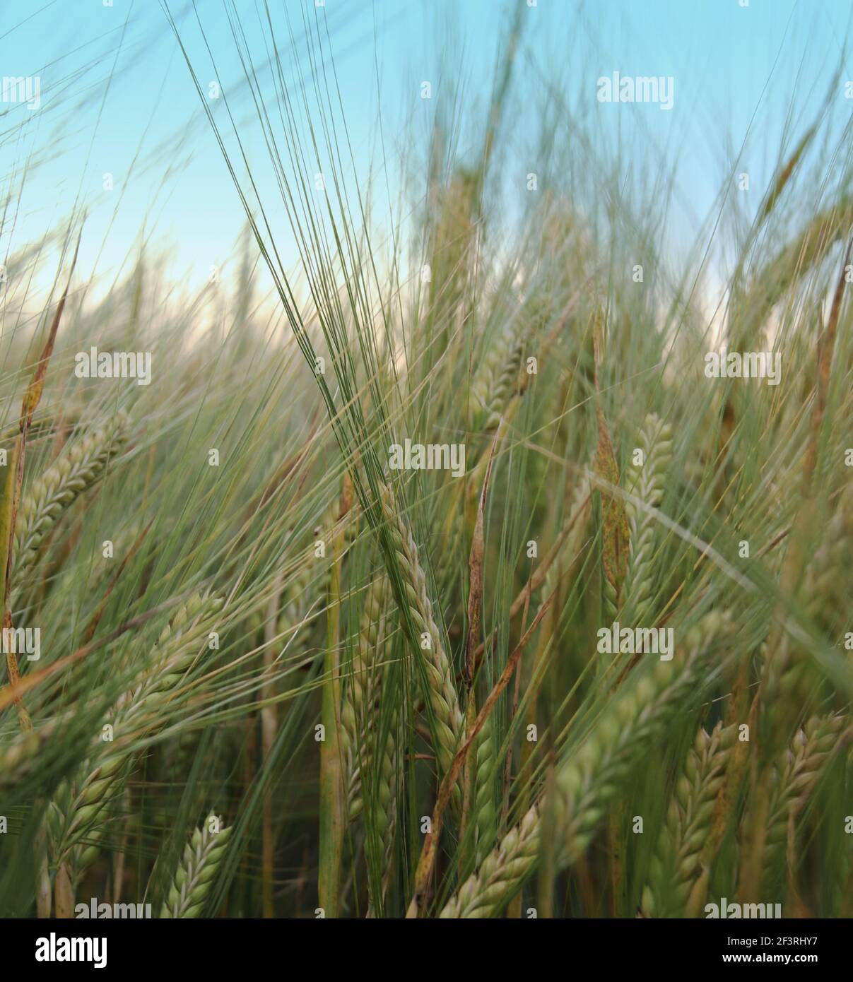 Corn field texture hi-res stock photography and images - Alamy