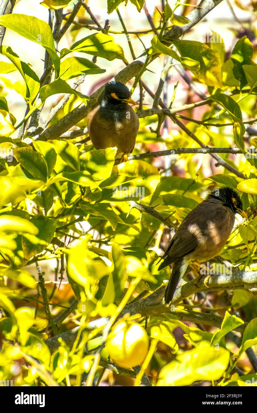 Common myna bird nesting hi-res stock photography and images - Alamy